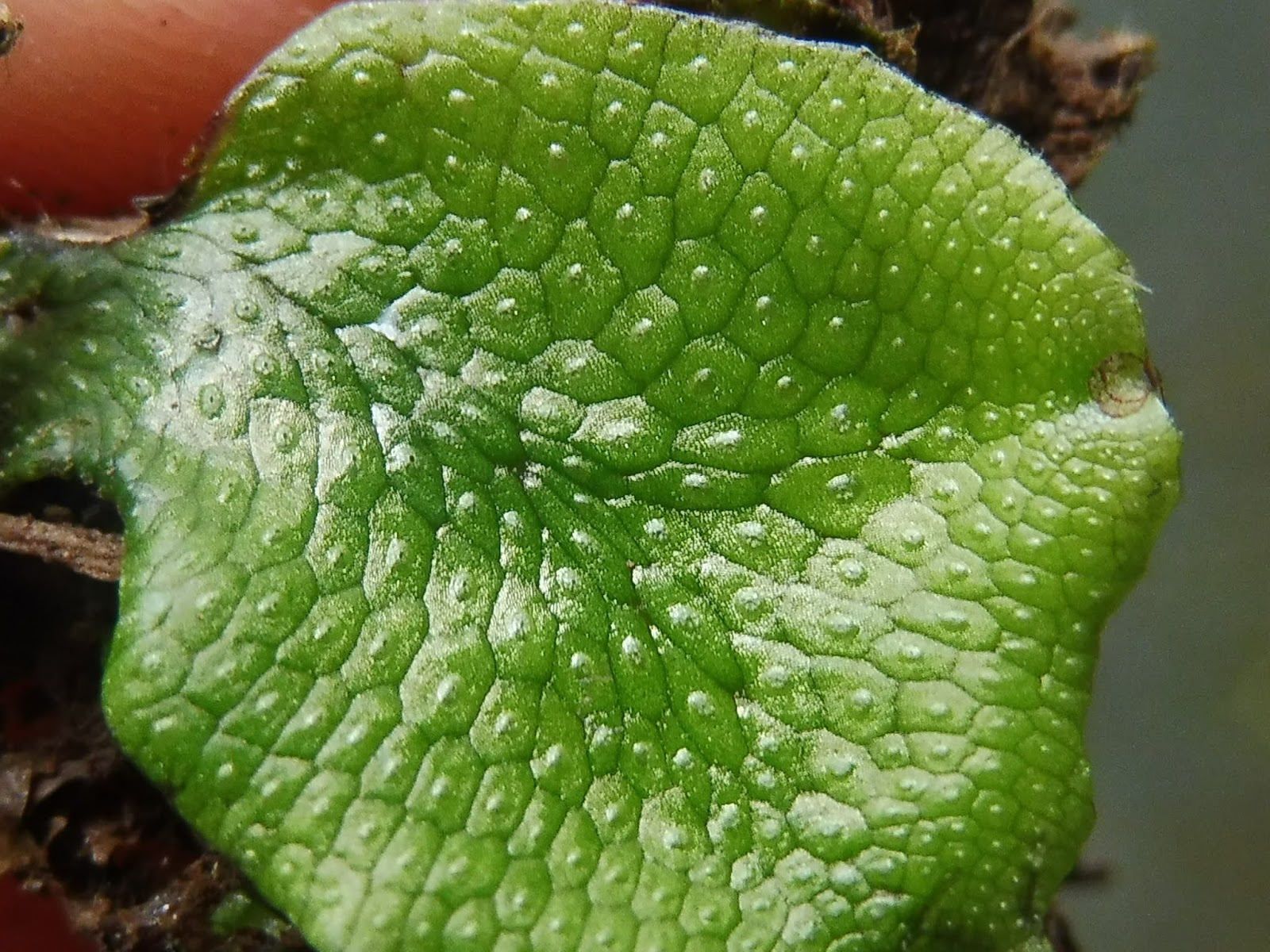 rocayflor: Hepáticas