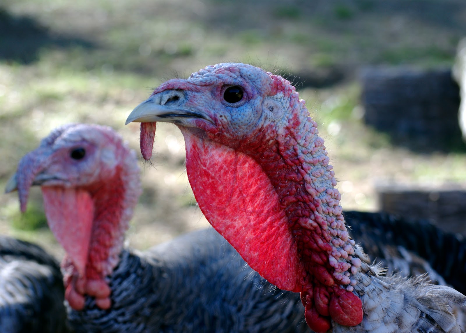 The Beneficial Bee: Thank You, Turkeys!