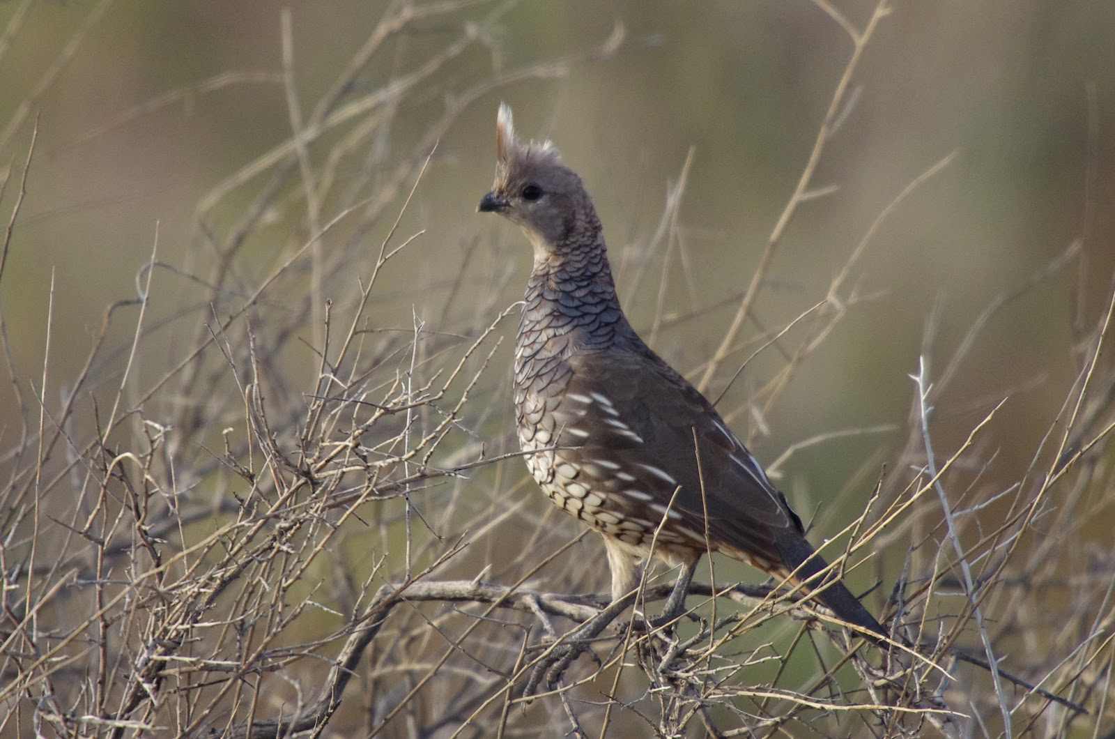 Hill Country Naturalist