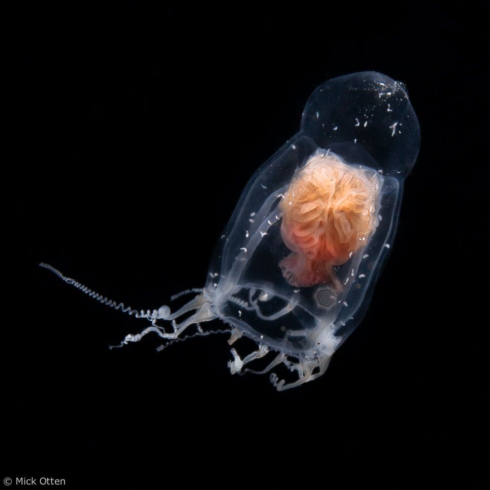 Mick's marine biology: A Sea of Glass