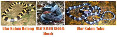 SamLusuh_LORAS@Lusuh_Adventure: Jenis-jenis ular yang merbahaya di Malaysia