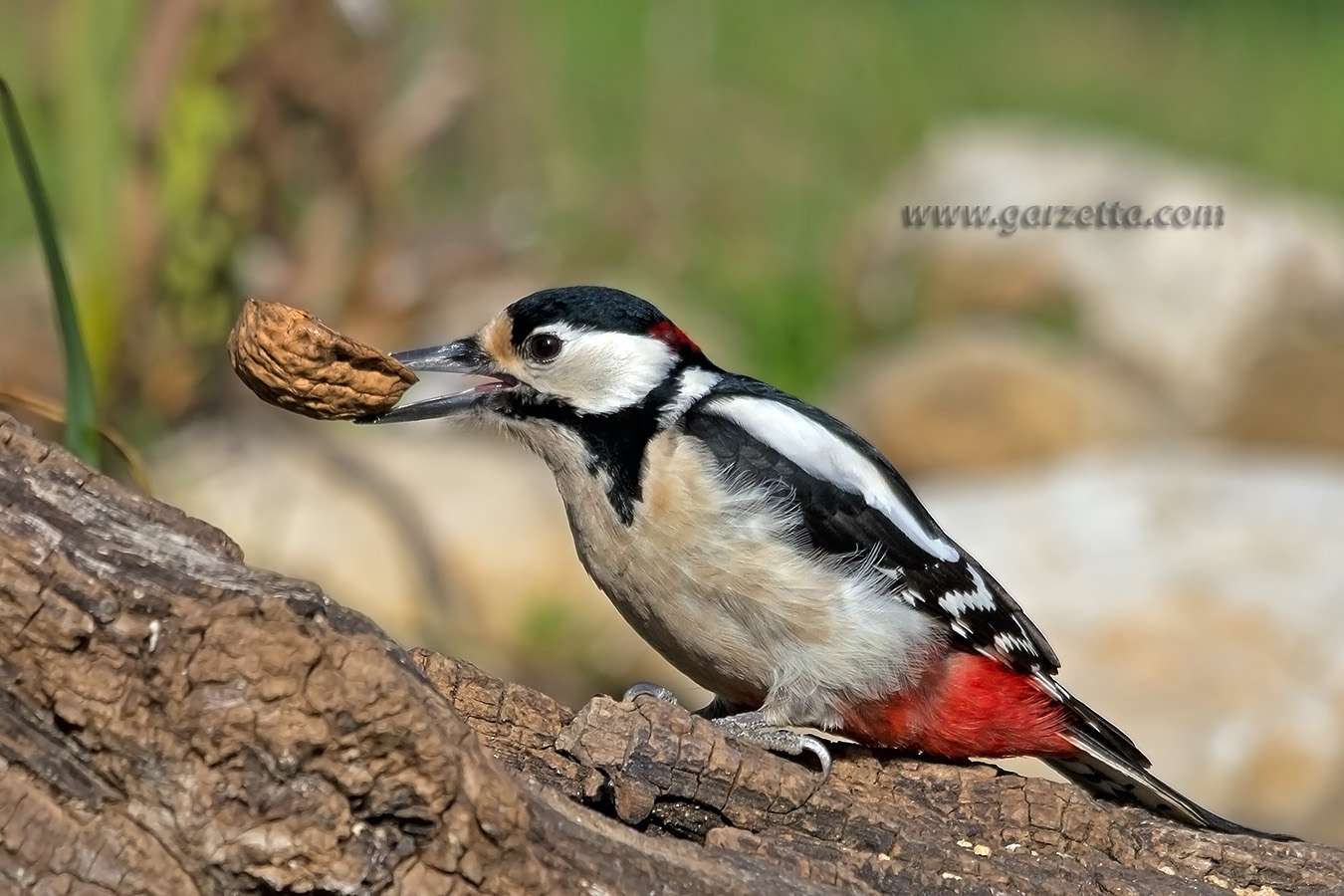 Pensierini sparsi: Picchio rosso maggiore