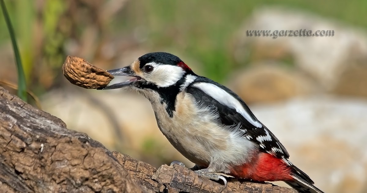 Pensierini sparsi: Picchio rosso maggiore