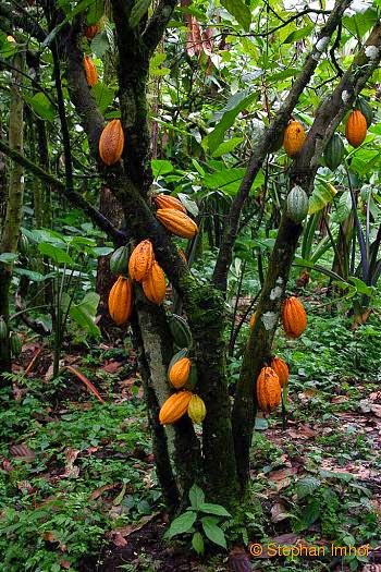 Percabangan Pada Batang ~ MUNAWI INSIDE