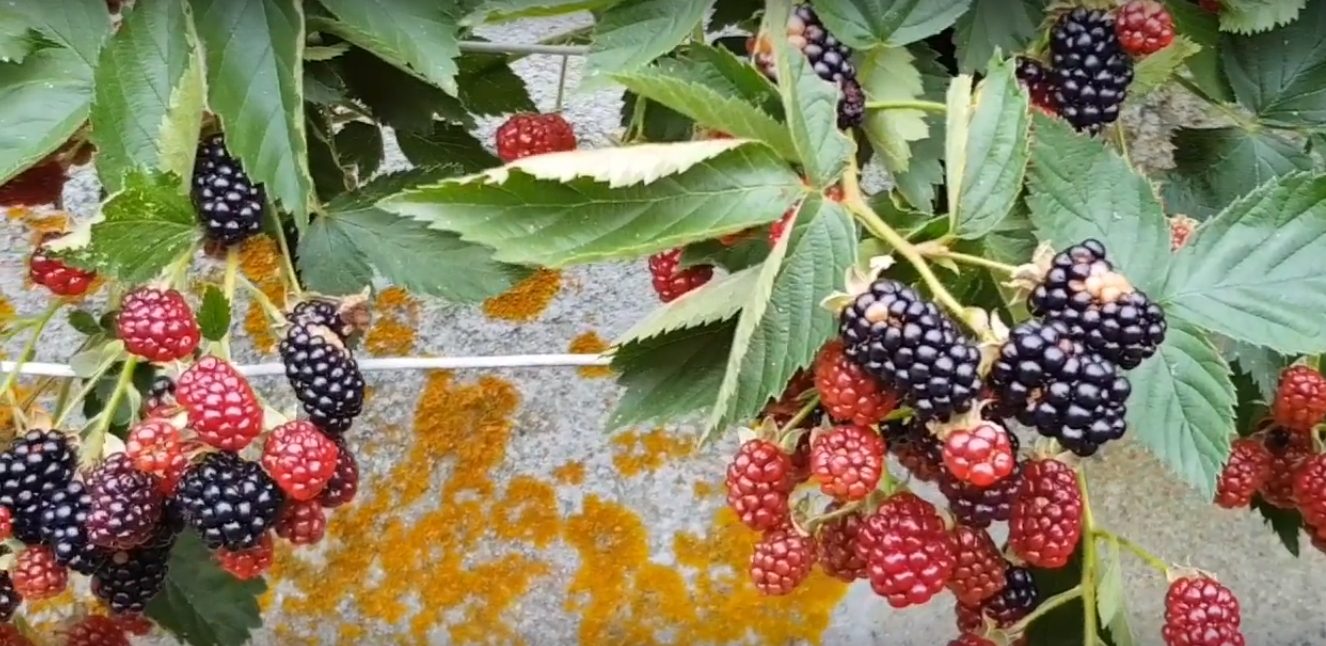 Benefits of Arbei Fruit for Health and Beauty - FRUITS