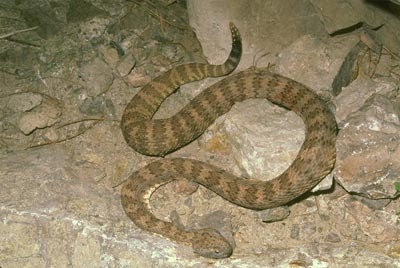 Reptossaurus: Como funcionam as cobras