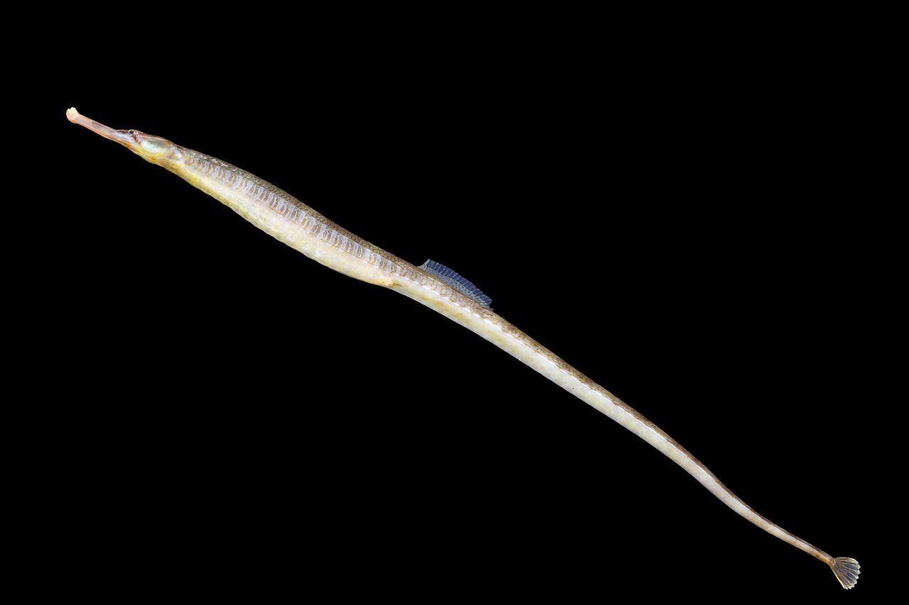 Real Monstrosities: Pipefish