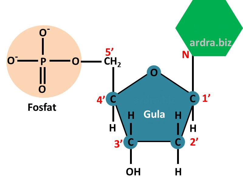 Substansi Genetika LENGKAP - Biologizone