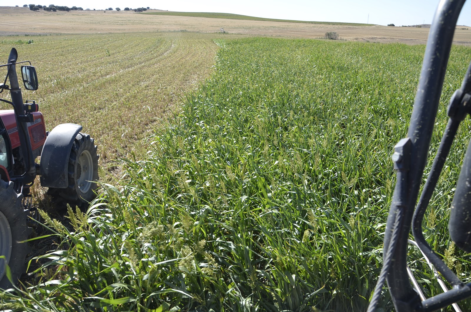 Ensiling Sorghum: chopping, transport and pressing