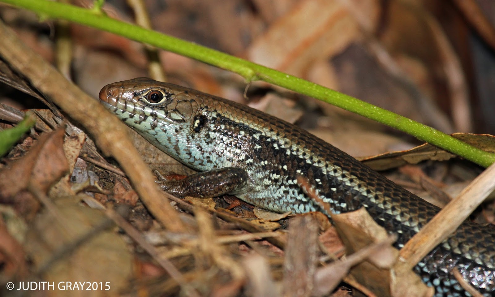 Elusive Major Skink (Egernia frerei)
