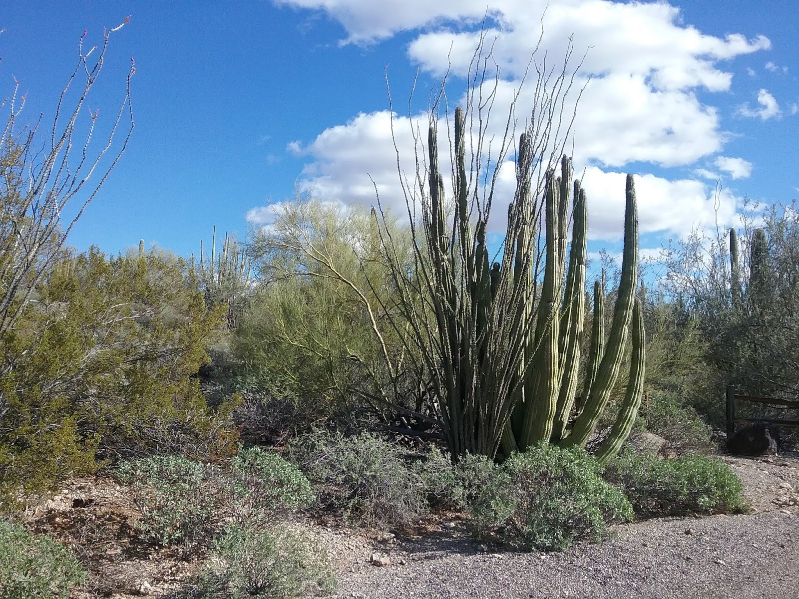 Road Runner: Quick trip to Yuma & Organ Pipe Cactus National Monument.