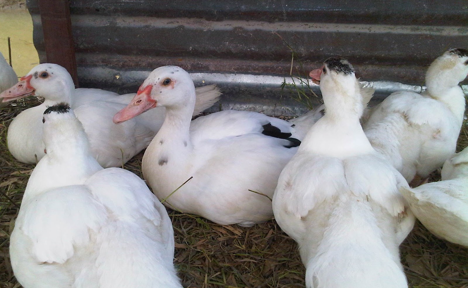 D GREEN FARMING: INFO ITIK NILA / MUSCOVY