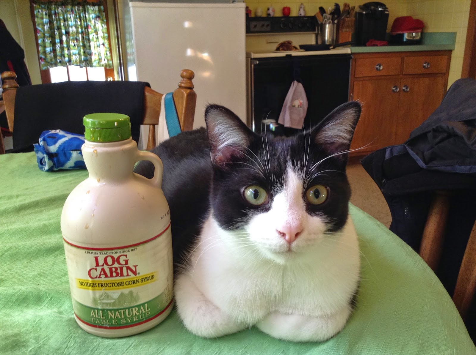 It's all about the cats!: Syrup kitty