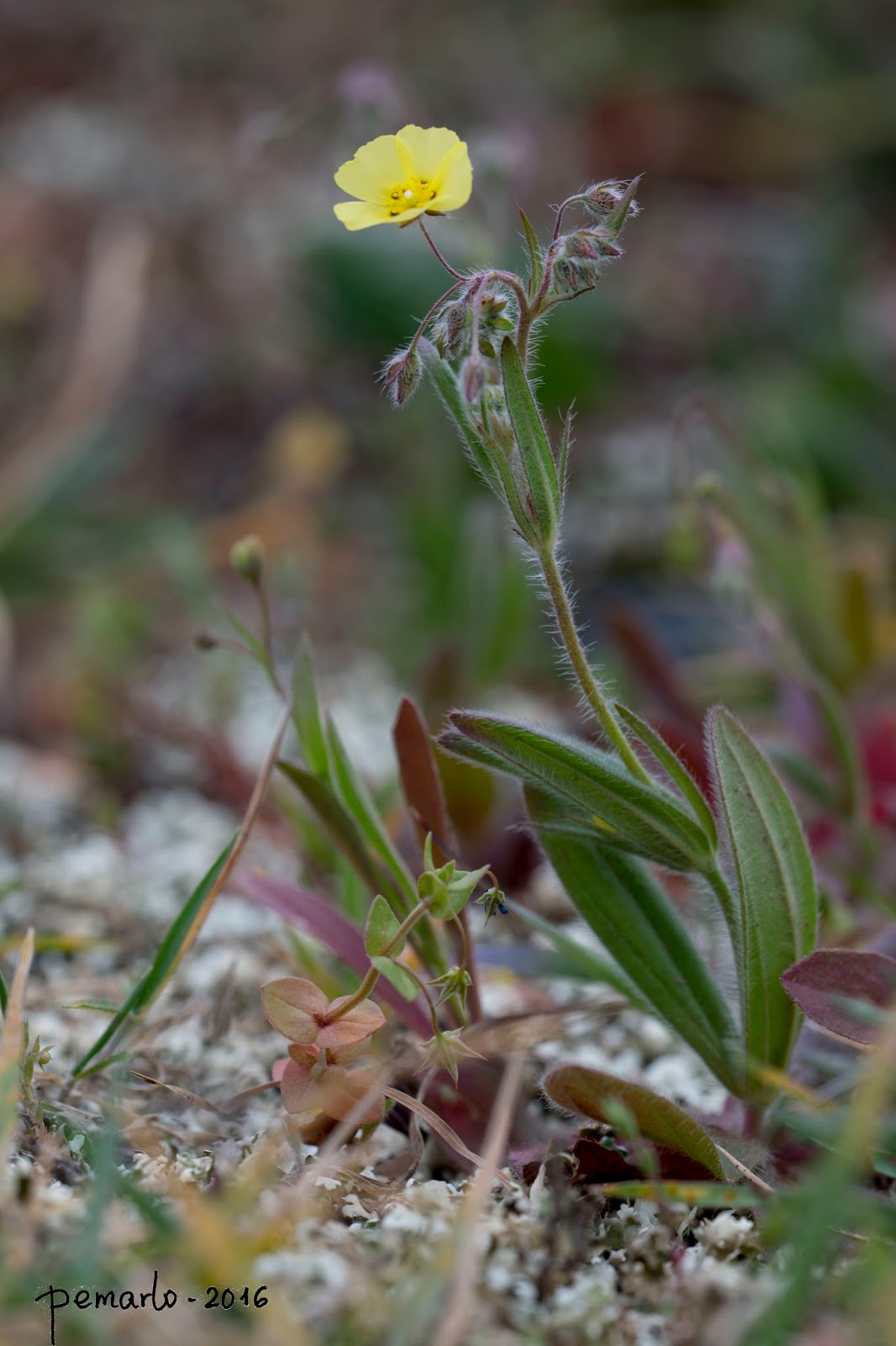 Plantas de Murcia: TUBERARIA GUTTATA (Hierba turmera) EN CALBLANQUE Y ...