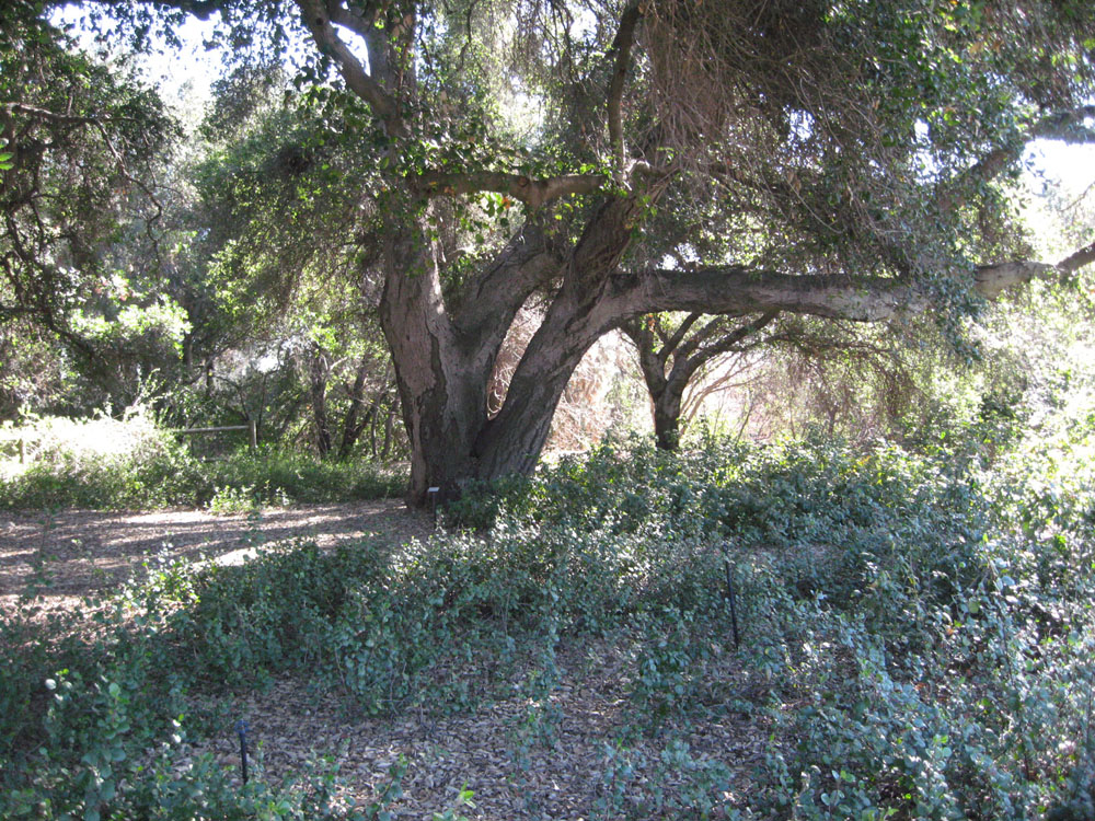 Mother Nature's Backyard - A Water-wise Garden: Plant of the Month ...