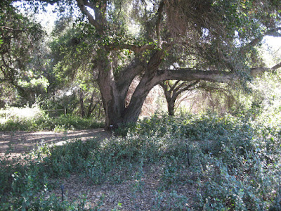 Mother Nature's Backyard - A Water-wise Garden: Plant of the Month ...