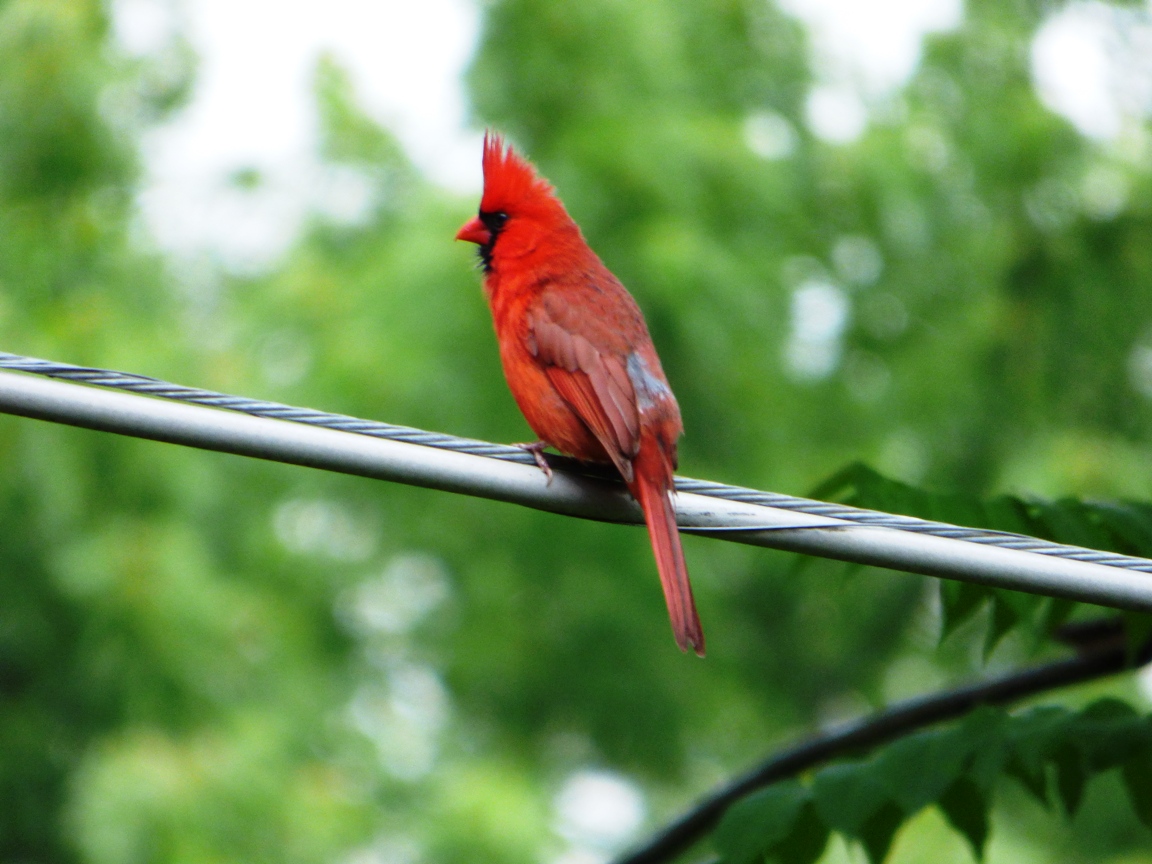 Geotripper's California Birds: When the Commonplace isn't so Common ...