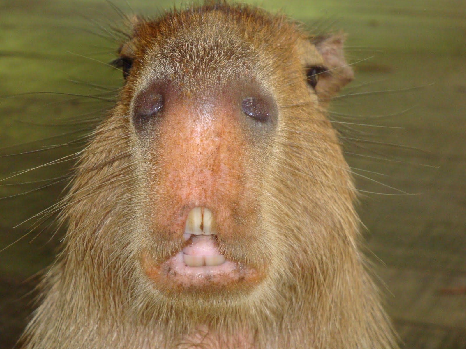 View from Kew: Peru: Charlita the Capybara