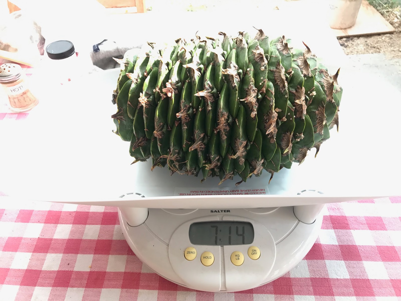Bunya bunya