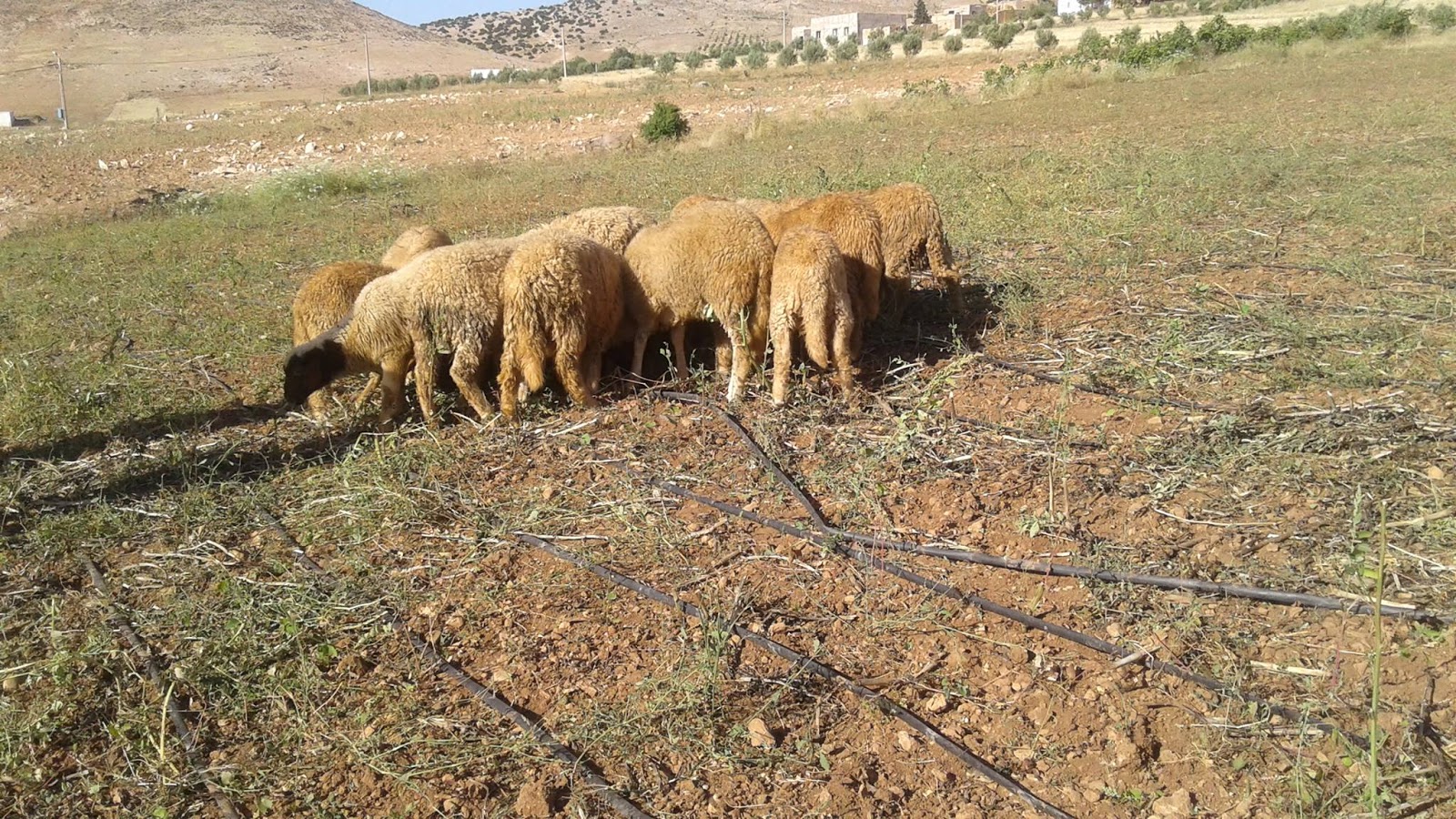 Fattening Sheep for The Sacrifice Feast of Eid