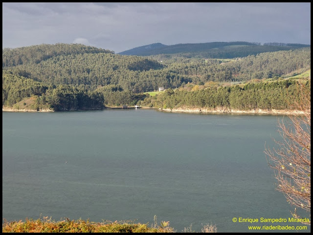 Ría de Ribadeo: Época de invernantes na ría (Parte II)