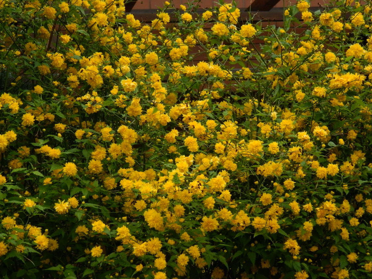 LA MULTI ANI, ROMANIA!: Tufa cu multe flori galbene