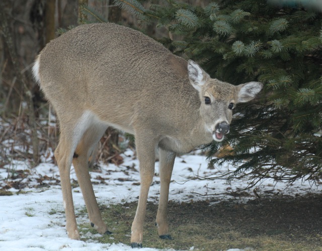 Julie Zickefoose on Blogspot: 2016