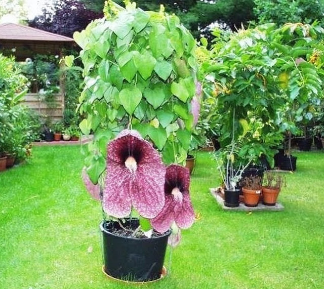 Viveiro Ciprest - Plantas Nativas e Exóticas: Papo de Peru ...