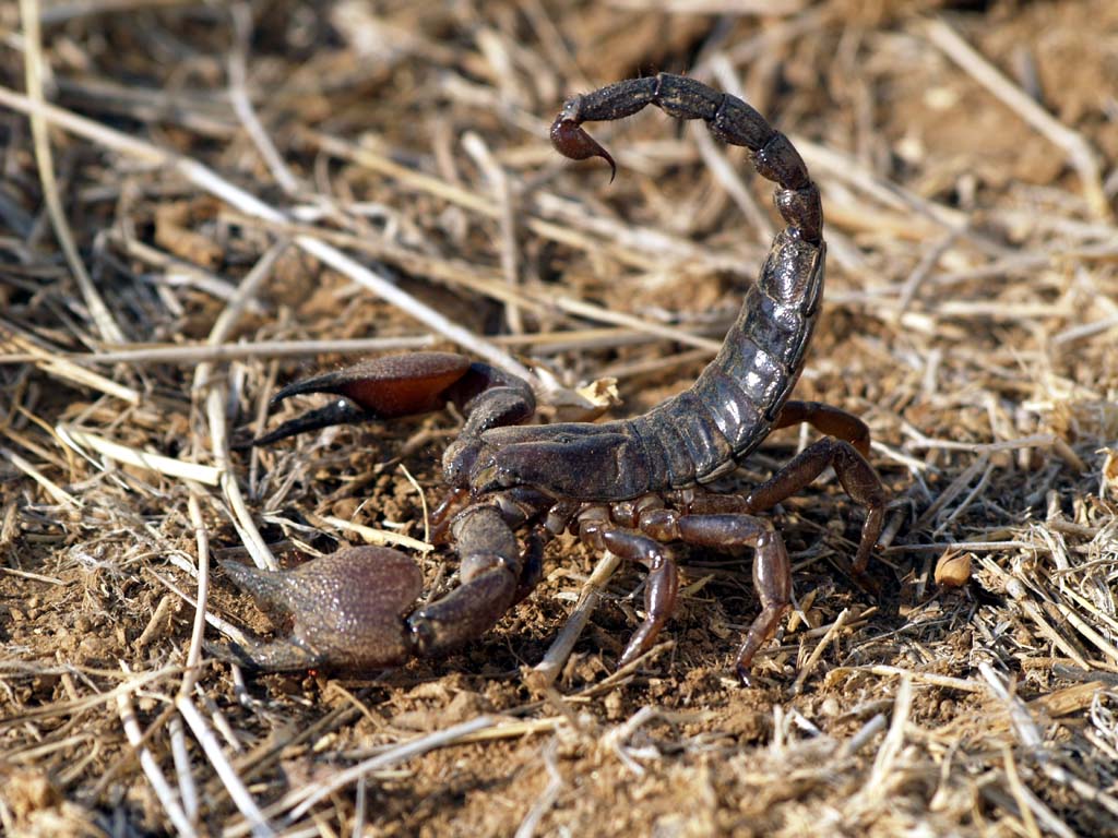 Descrizione: Scorpione • Scuolissima.com