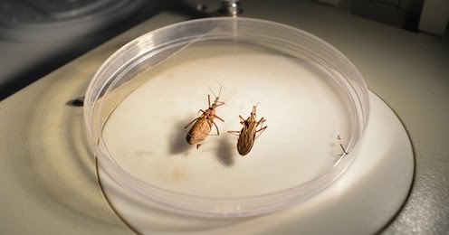 Nova espécie de barbeiro que transmite doença de Chagas é descoberta ...