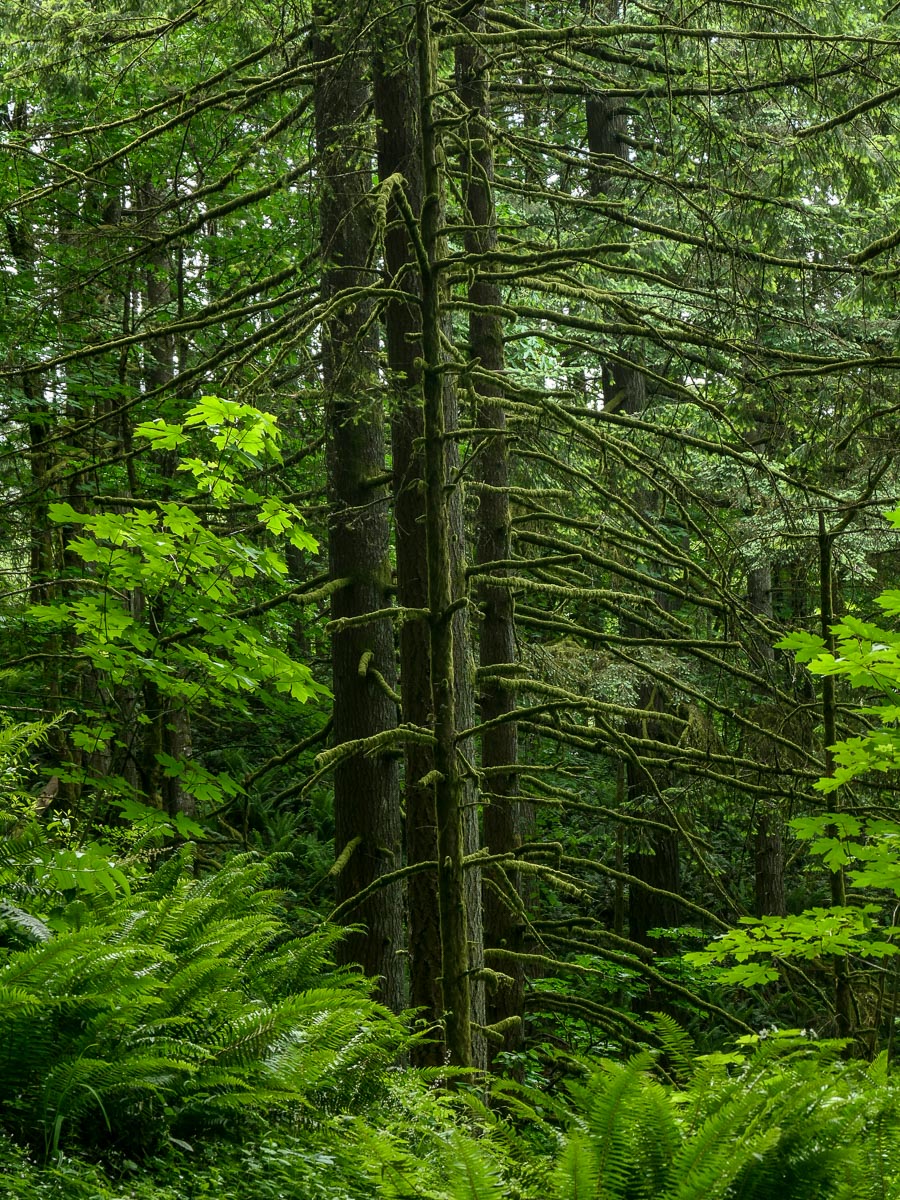 Victor Bloomfield Photo: Forest Park Horizontals and Verticals