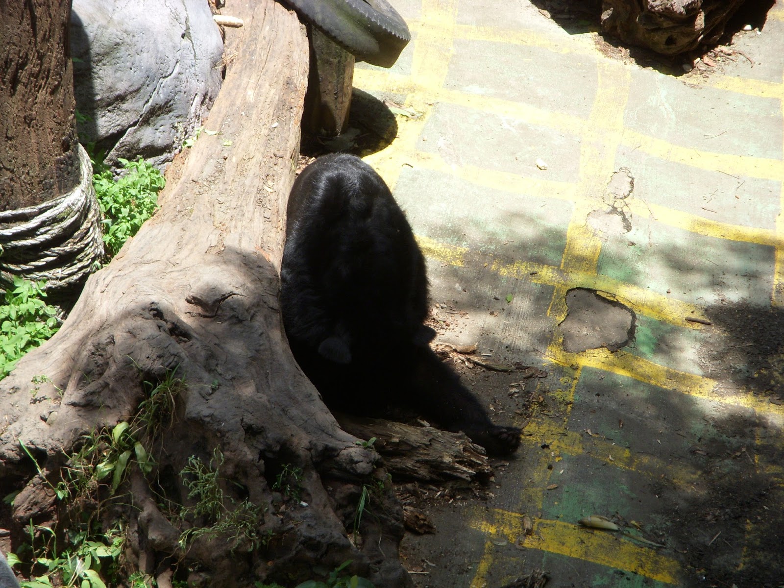 Raptormaniacs: Taipei Zoo Part I: Formosan Animals and Insect House