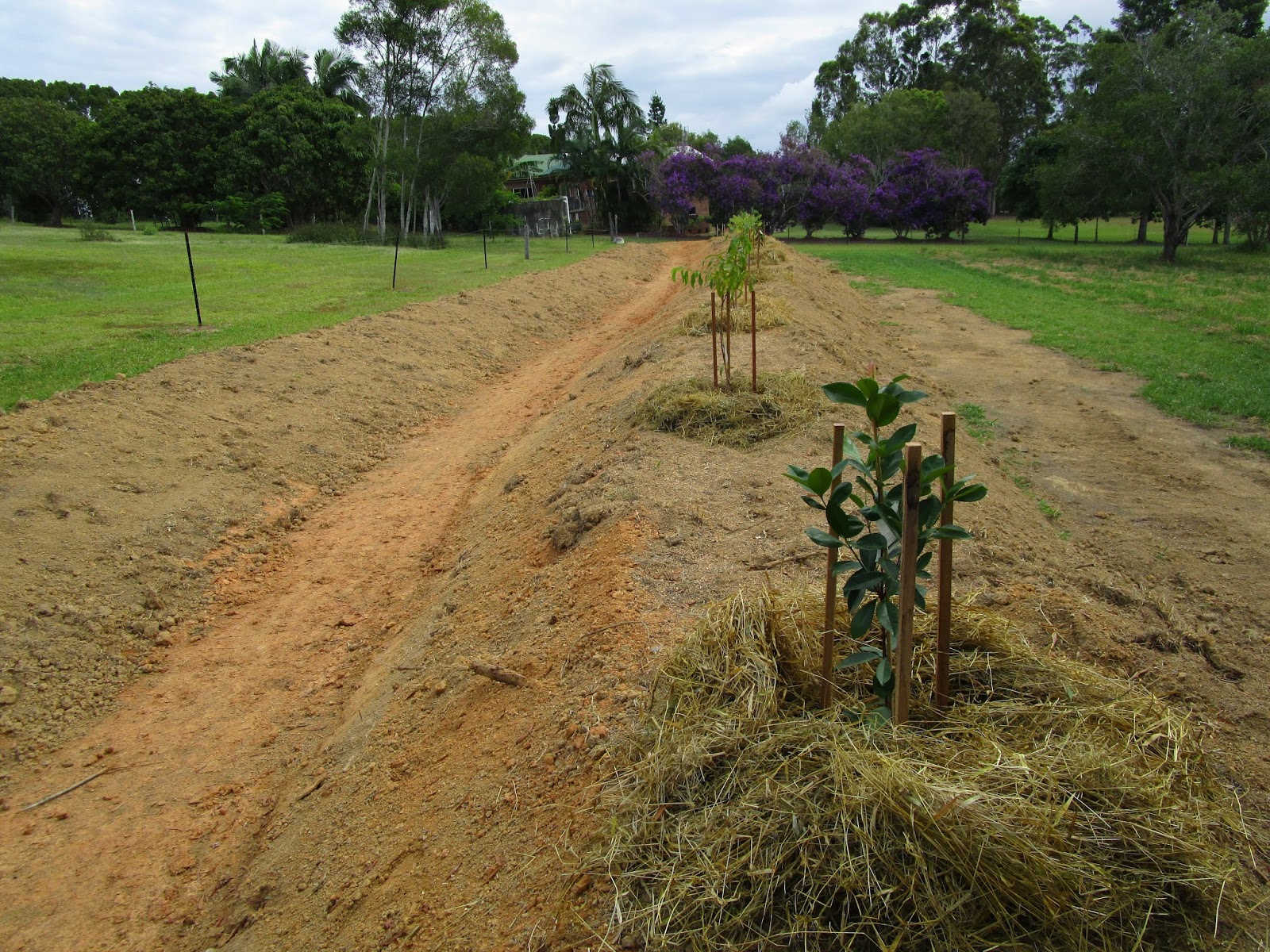 * SOIL * SUN * SOUL* : 200m Swale System Planting Job - Noosa Area ...