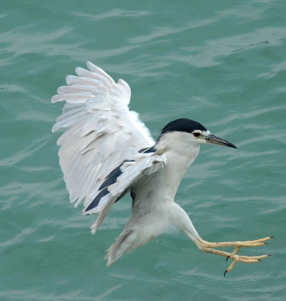 Lamma delights: Lamma delights 282 - birds