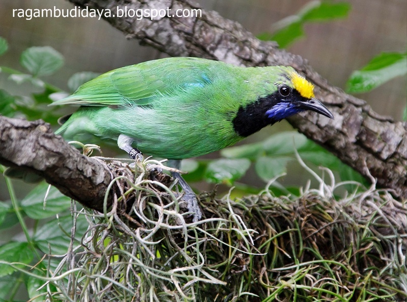 Budidaya Cucak Ijo - BUDIDAYAKU