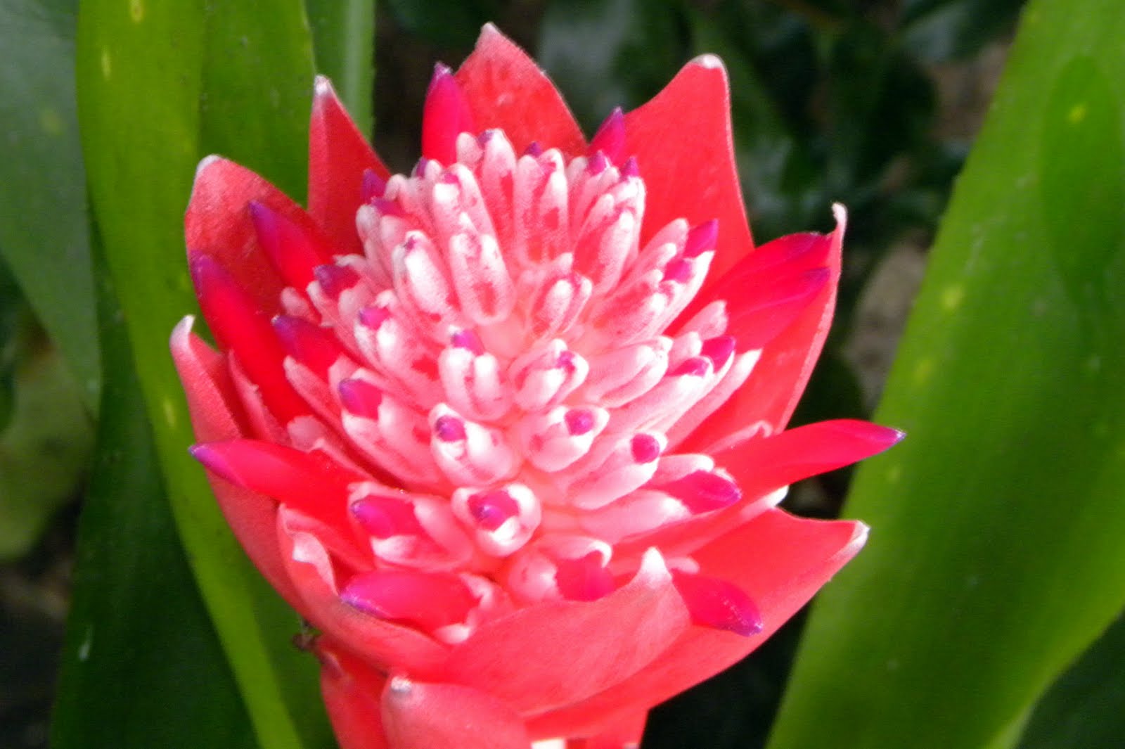 Ubobo Flowers: Today's Flower - Bromeliad
