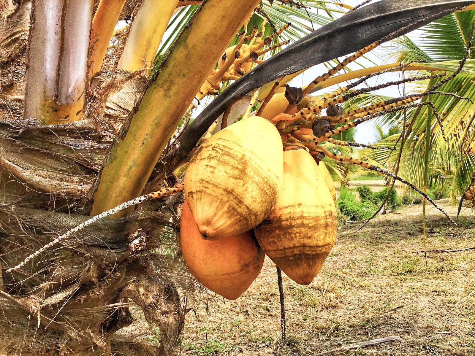 Apa Yang Menarik di Bagan Datuk, Perak? - emilinda