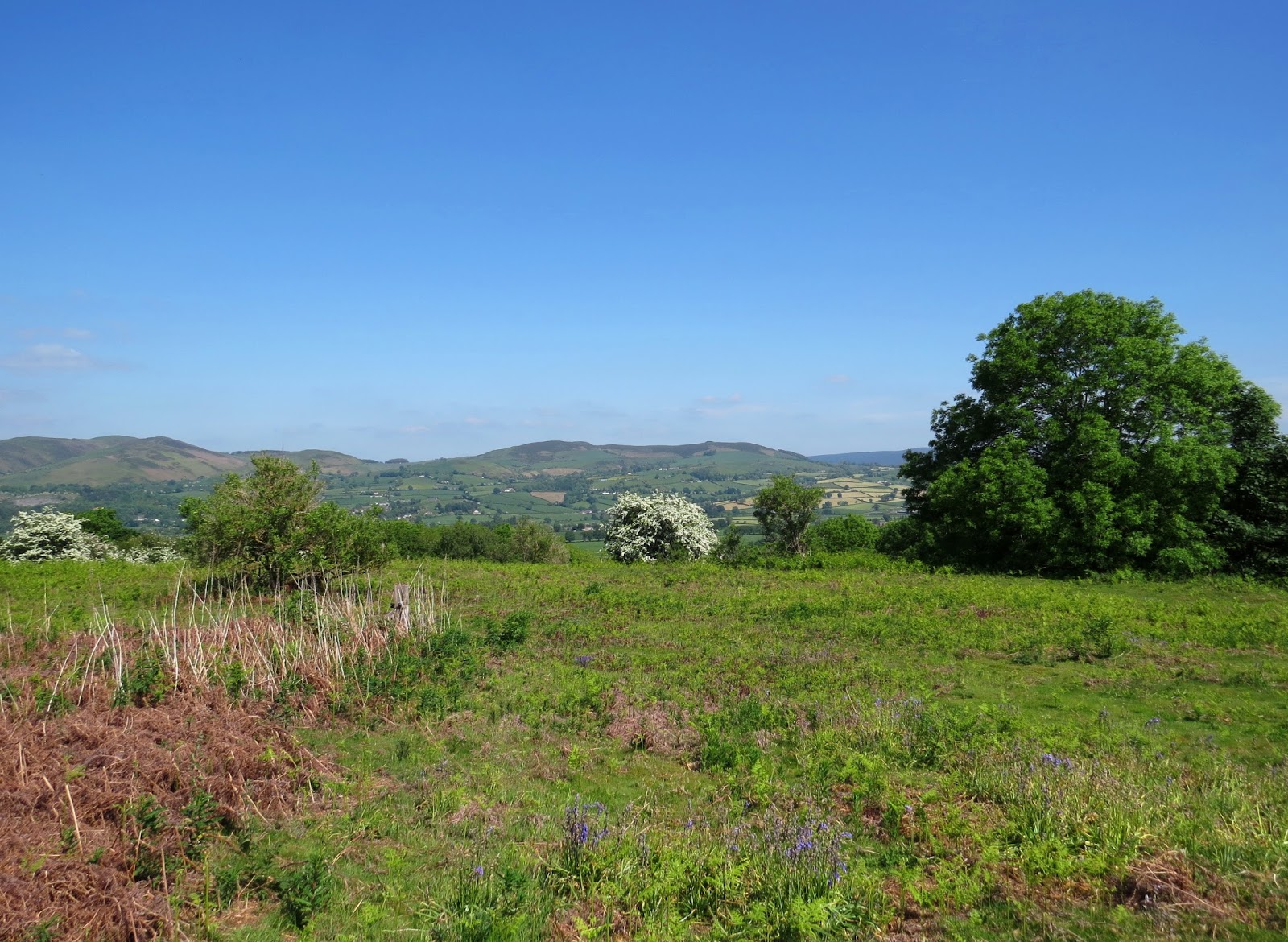 Pixie Birding: Welsh Pearls - Pearl-bordered Fritillaries at Eyarth Rocks