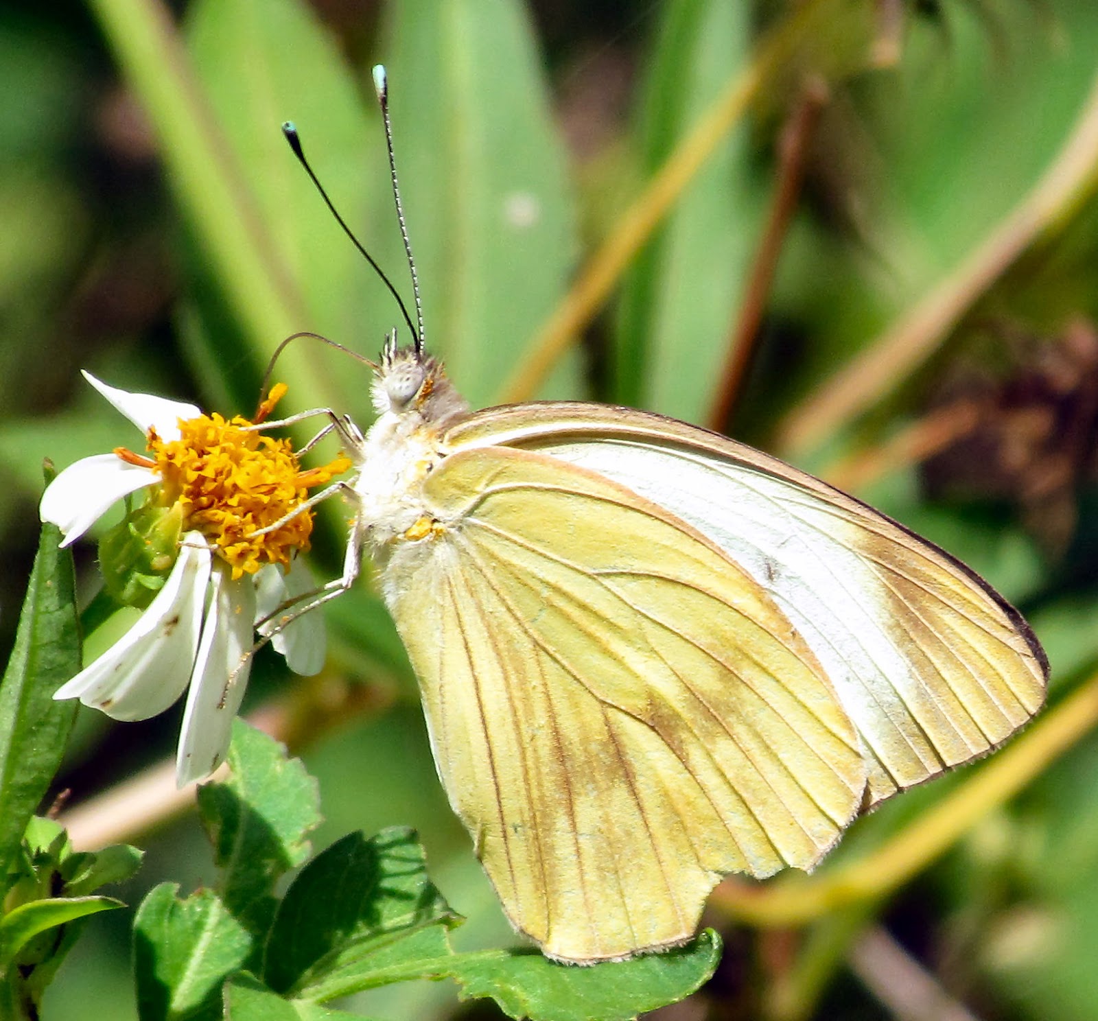 Foto Blog Puerto Rico: Fotos de Mariposas