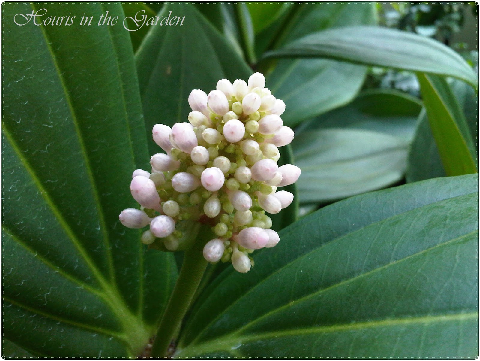 Houris in the Garden: Medinilla Astronioides