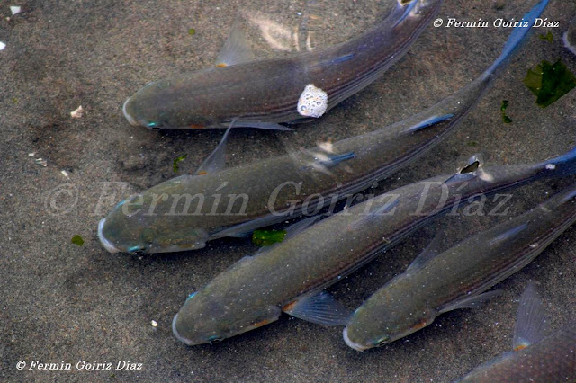 Fermín Goiriz Díaz - Sólo Fotos: Mújoles