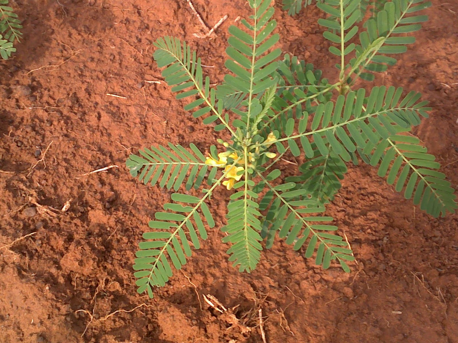 Techie2Aggie: Daincha - Green manure