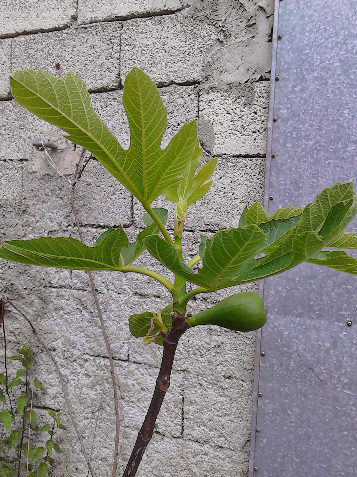 agriculturando: margotta di fico