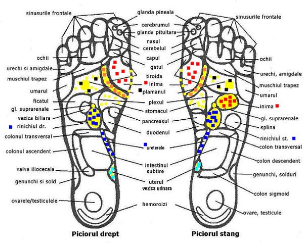 as: Zone reflexogene la talpa picioarelor