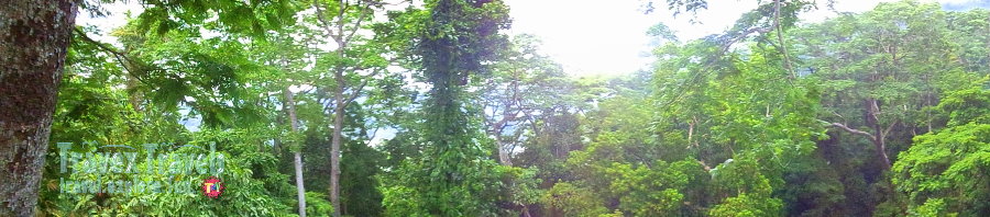 Tree Top Adventure & Subic Yachts - Travex Travels - Travel. Explore ...