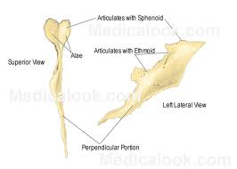 Bones of the Skull ~ Anatomy for MSP