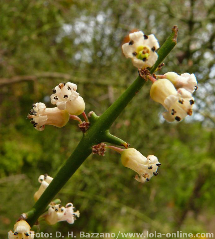 Argentina nativa: Tola tola (Colletia spinosissima)