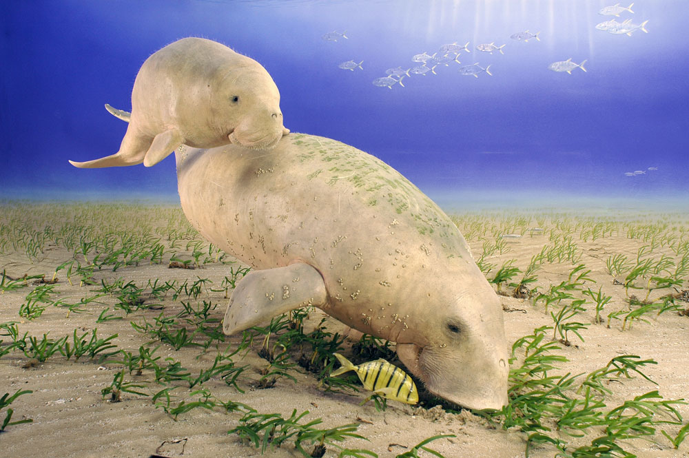 Animals of the world: Dugong dugon
