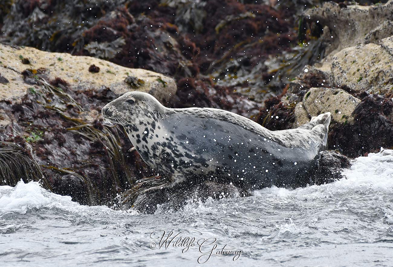 WILDLIFE GATEWAY: Weekend à Perros Guirec