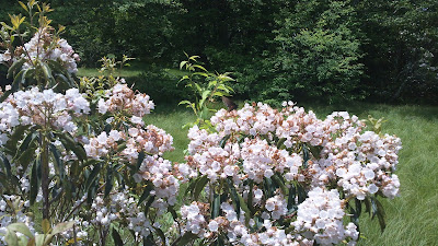 GSMNP - HIKER: Hike to Spence Field via Leads Cove